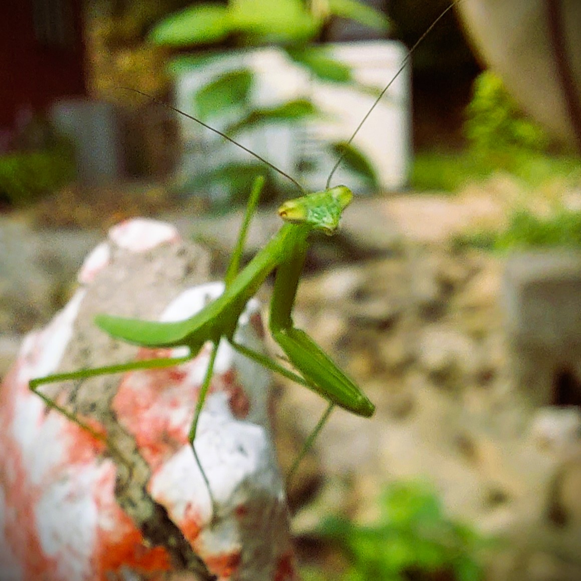 Helpful Information - the Havenstone